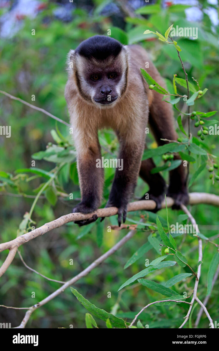 Brown Capuchin, Tufted Capuchin, Black-capped Capuchin, Pantanal, Mato ...