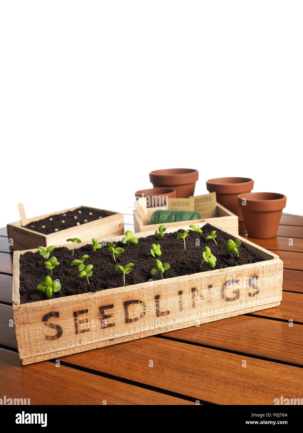 Seedling soil white background hi-res stock photography and images - Alamy