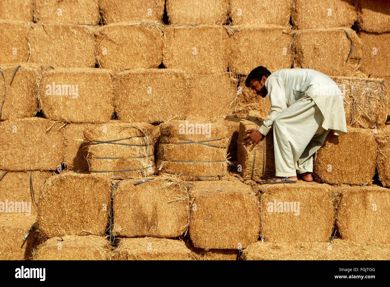 Peshawar. 20th Feb, 2016. A man sorts hay bales in northwestern ...