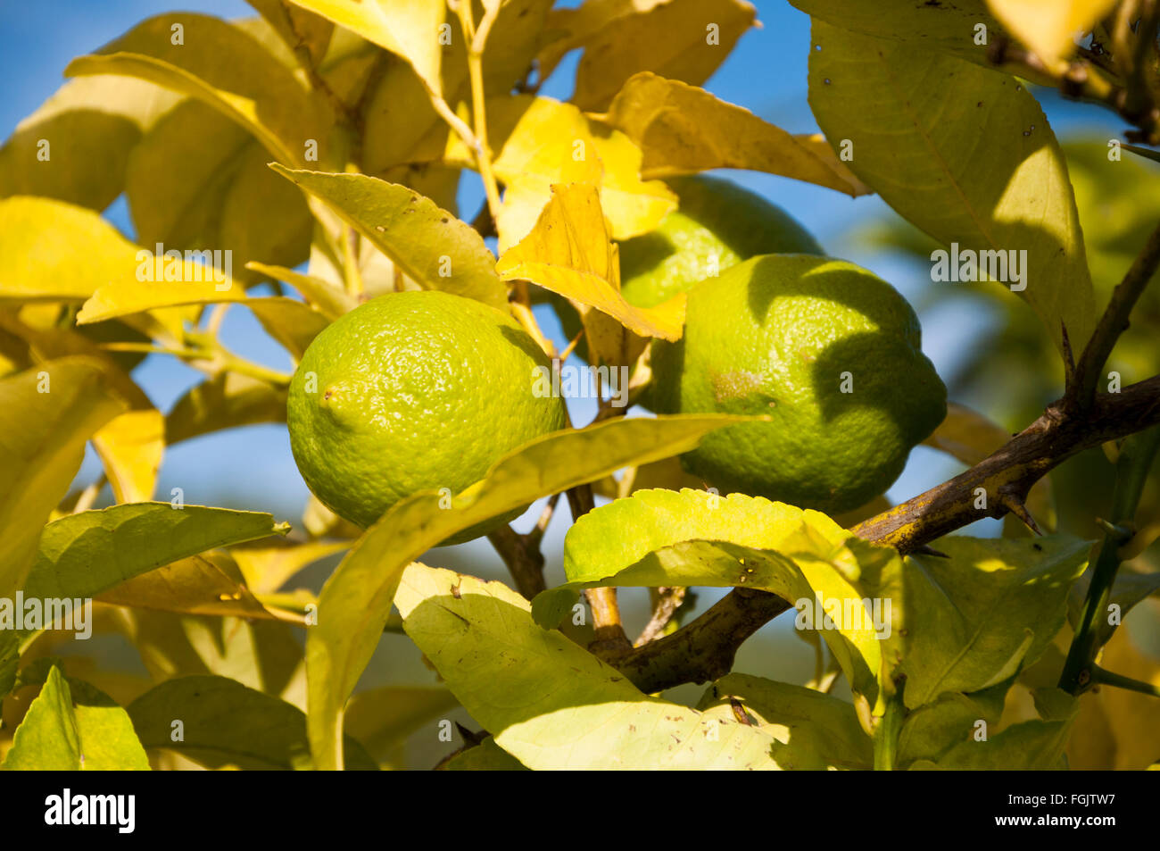 Unripened lemons on a branch Stock Photo - Alamy