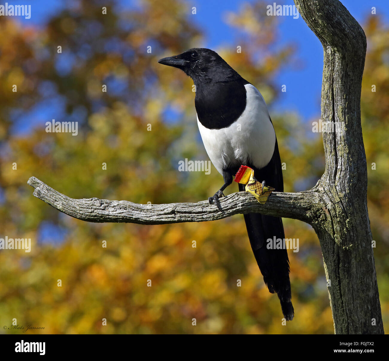 Magpie, Pica pica, sitting in tree with candy paper Stock Photo - Alamy