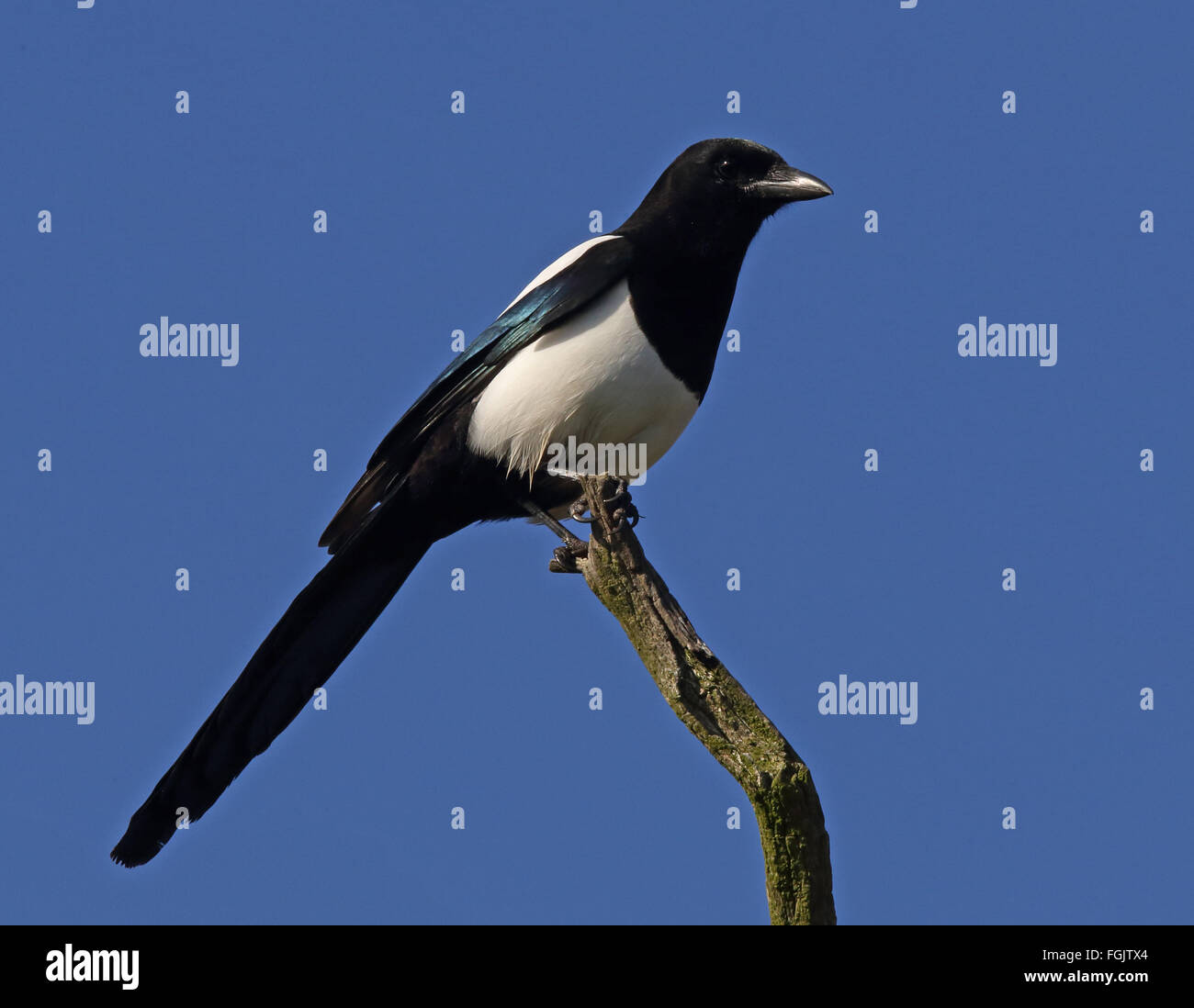 Pica pica tree hi-res stock photography and images - Alamy