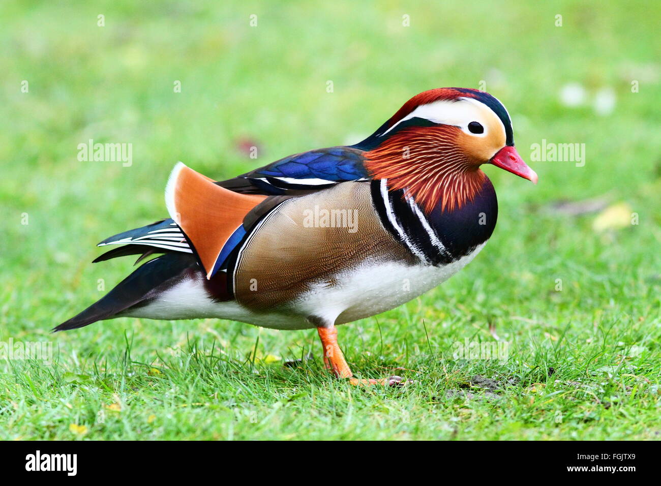 Mandarin duck (Aix galericulata Stock Photo - Alamy