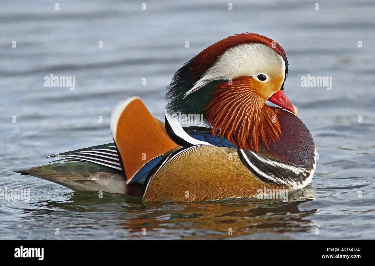 Mandarin duck male, displaying in water Stock Photo - Alamy