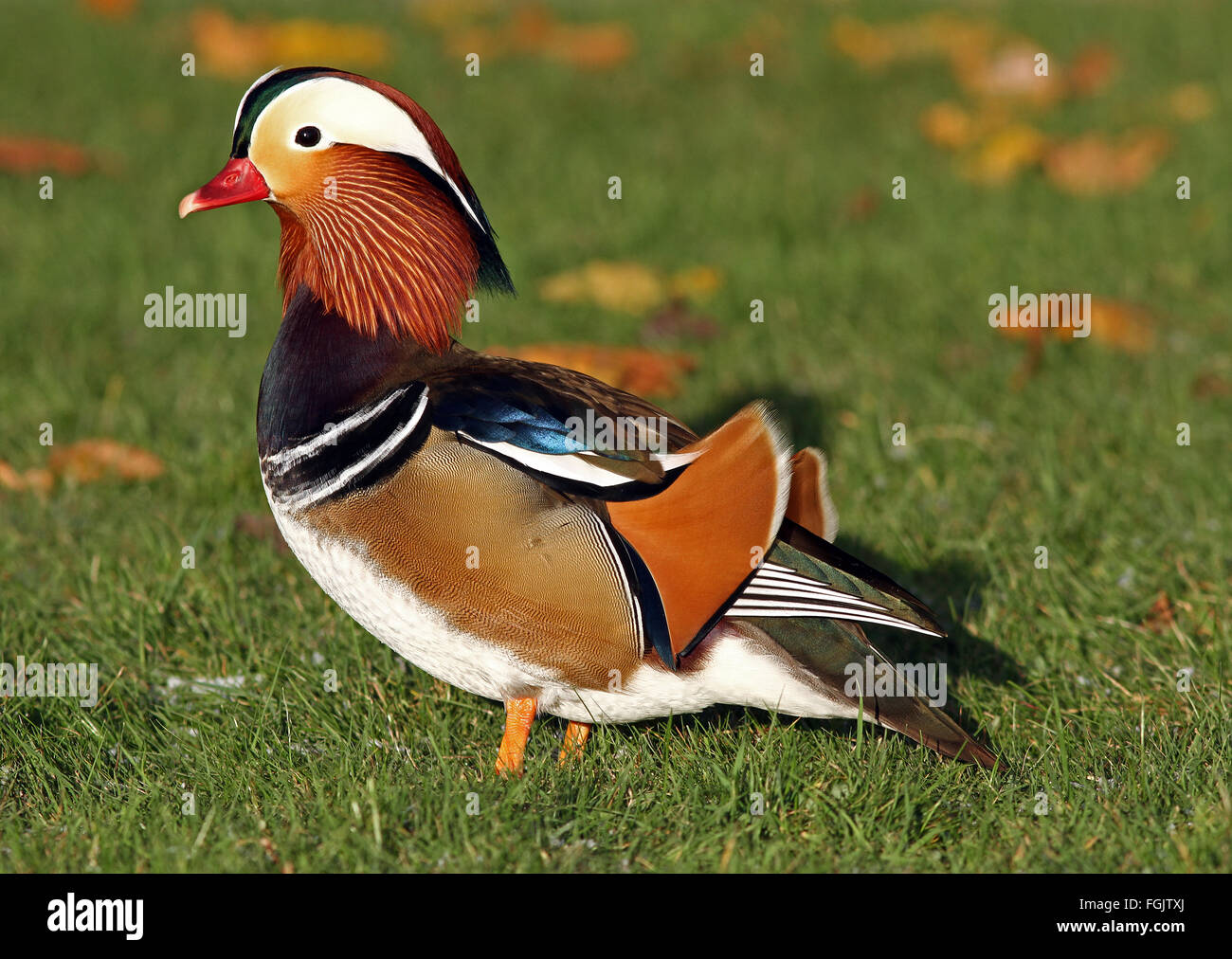 Mandarin duck male, standing on green grass Stock Photo - Alamy