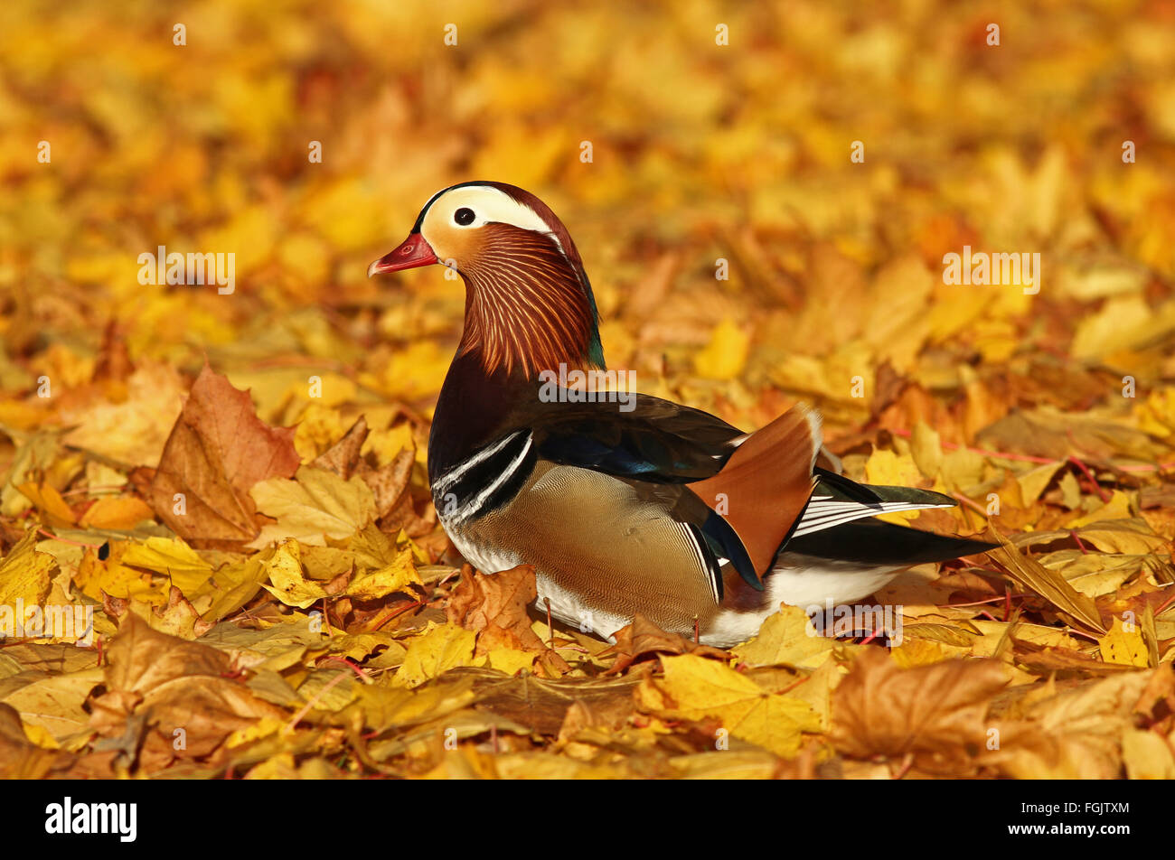 Duck on leaves hi-res stock photography and images - Alamy