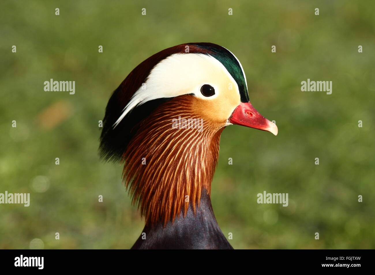 Bird with head feathers hi-res stock photography and images - Alamy