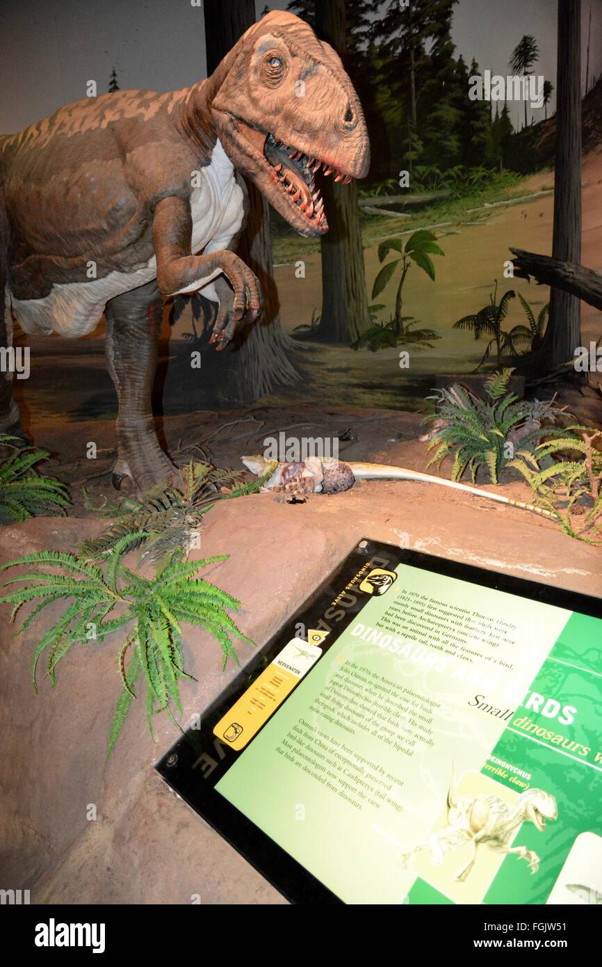 Neovenator Skeleton