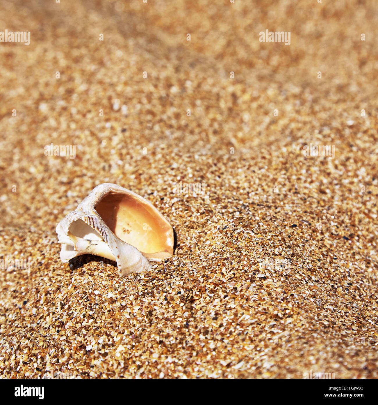 Sand shell hi-res stock photography and images - Alamy