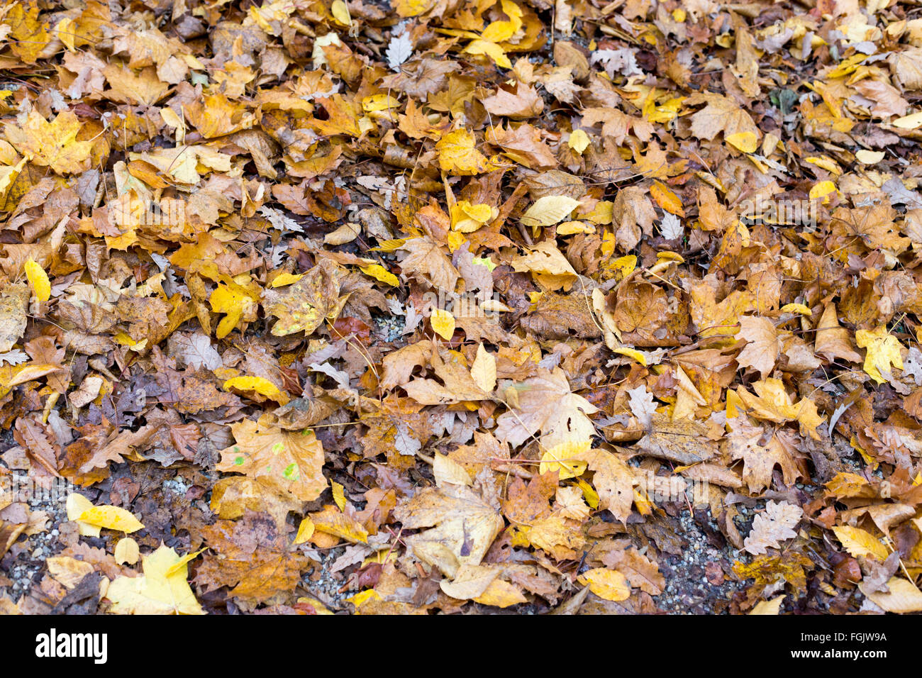 Colorful autumn leaves, top view Stock Photo - Alamy