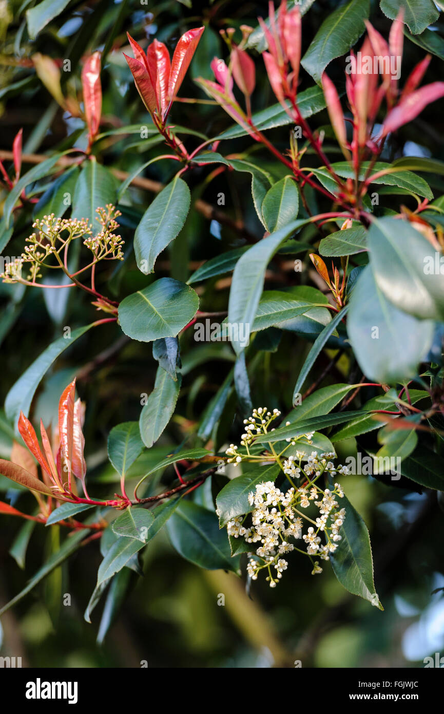 Photinia red robin shrub hi-res stock photography and images - Alamy