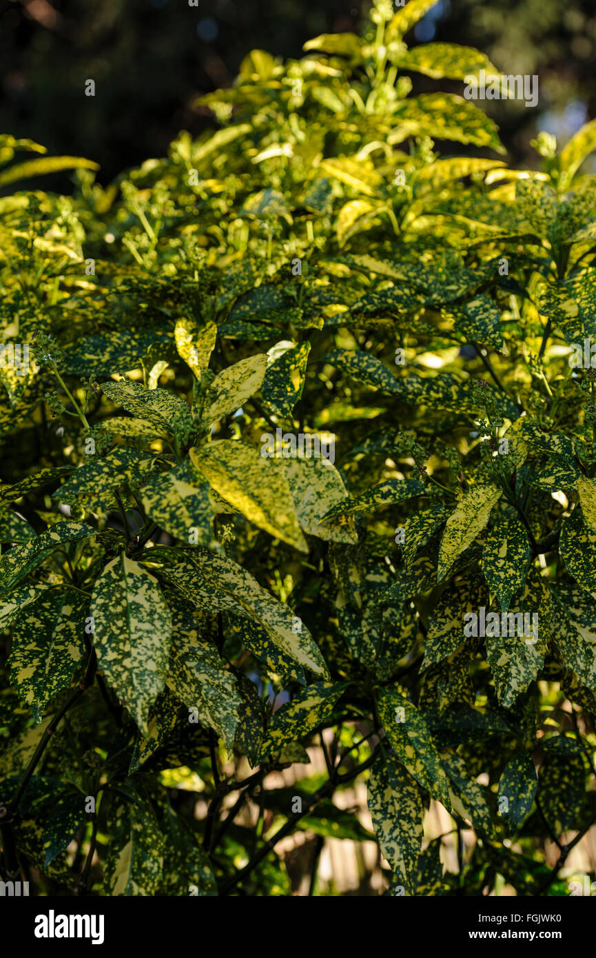 Japanese spotted laurel hi-res stock photography and images - Alamy