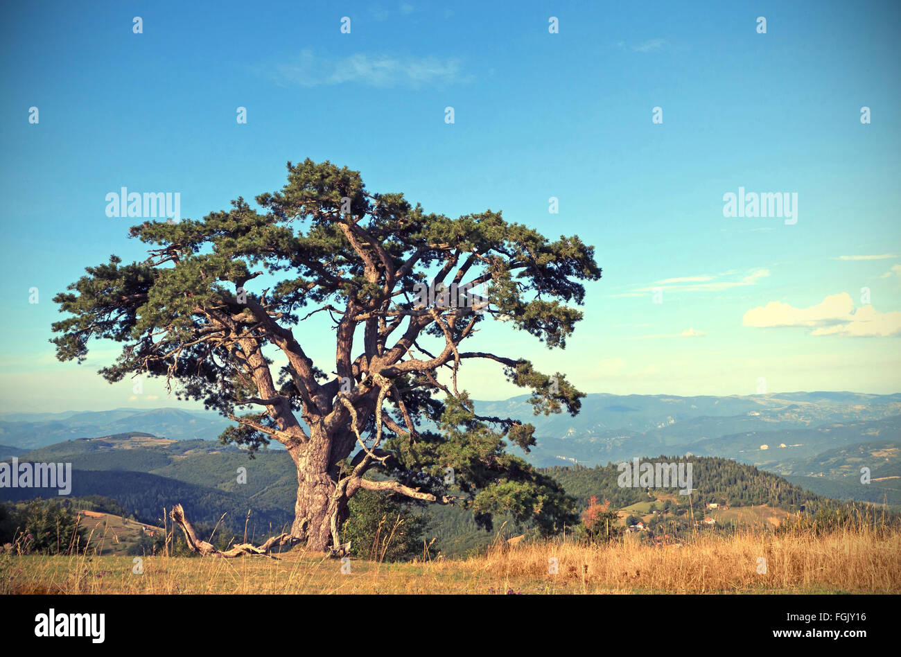 Old Pine Tree Stock Photo - Alamy