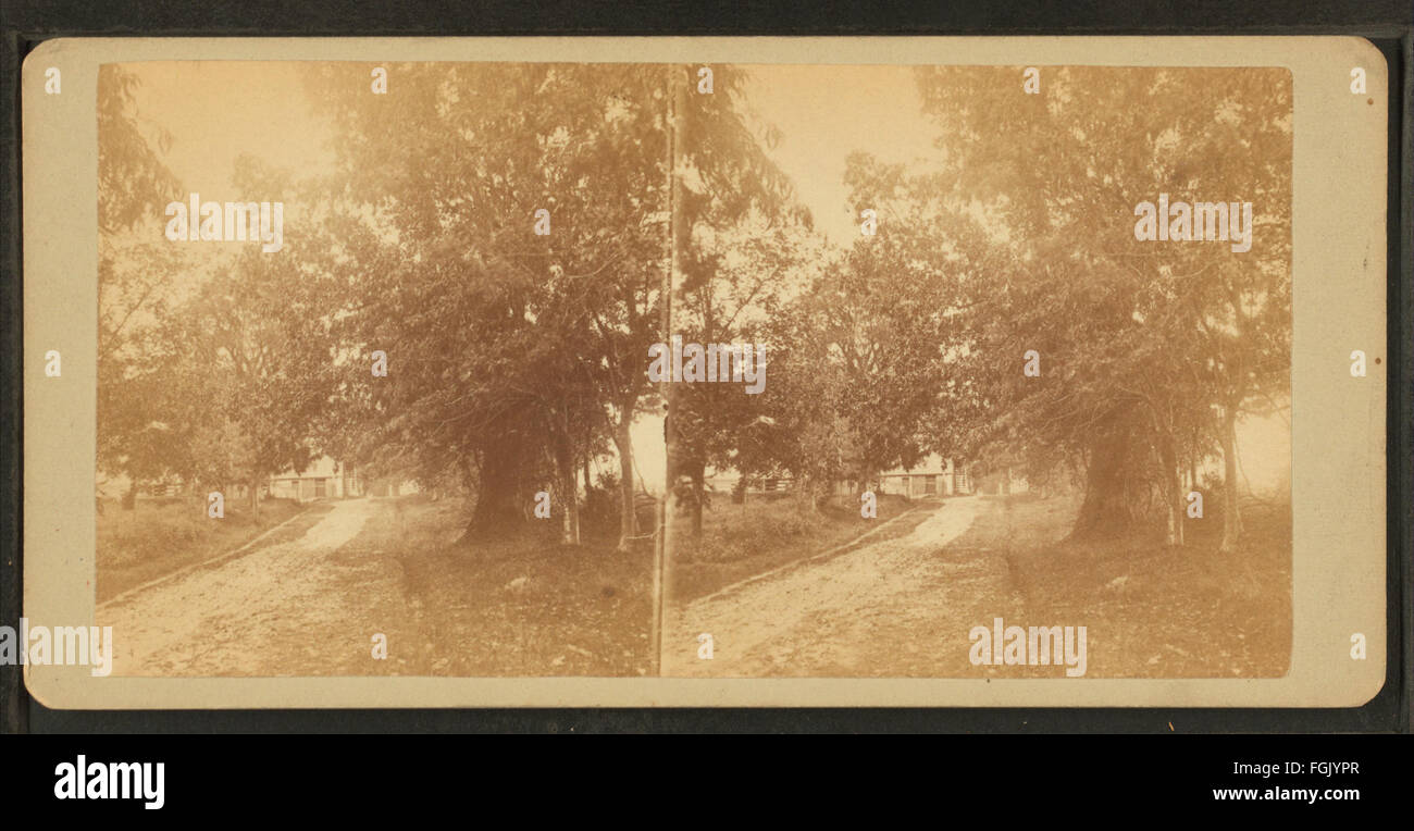 This photograph by Alexander Gardner shows the road leading from a tomb ...