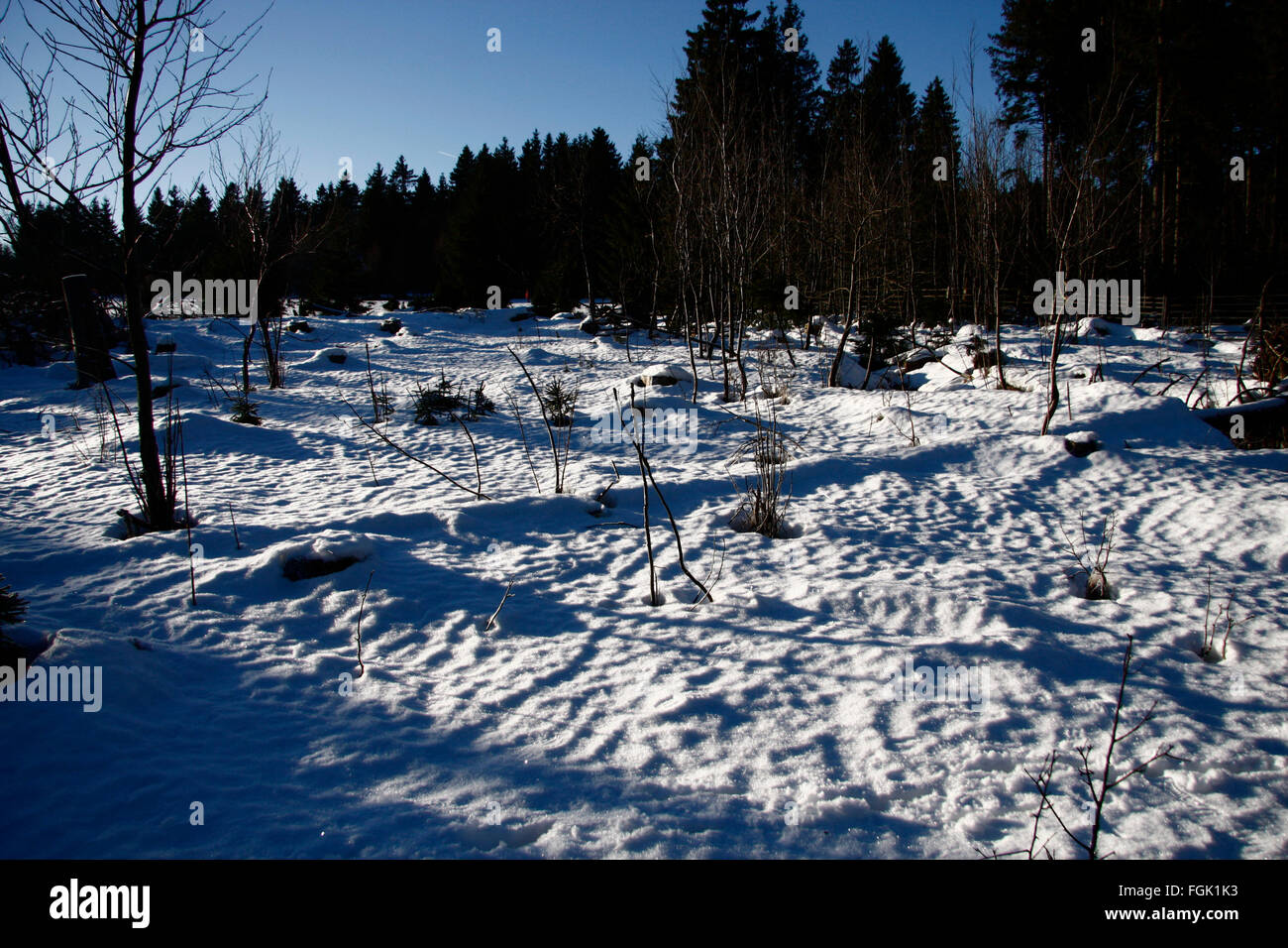 Harz wald hi-res stock photography and images - Alamy