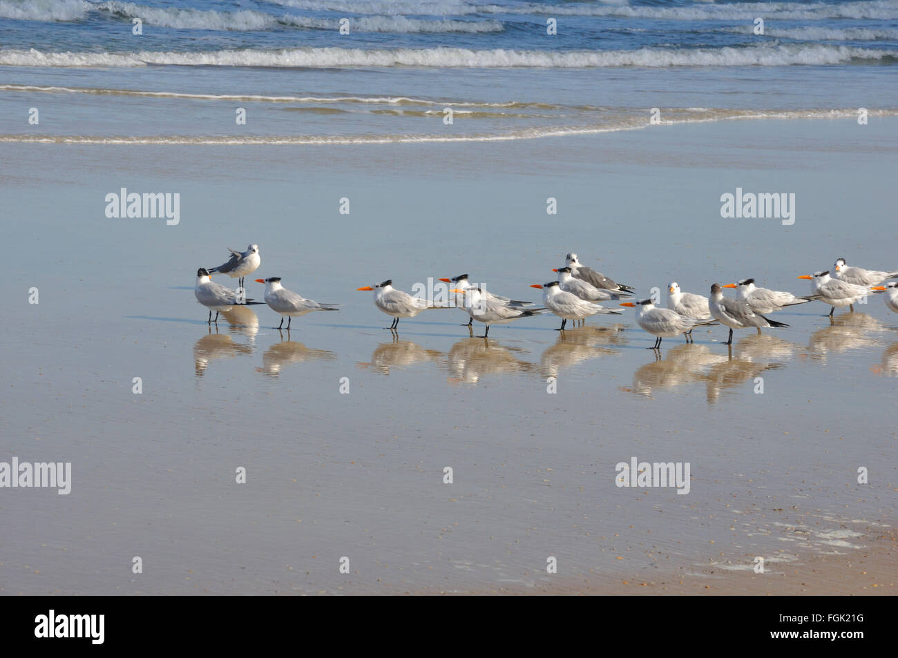 Birds in ocean hi-res stock photography and images - Alamy