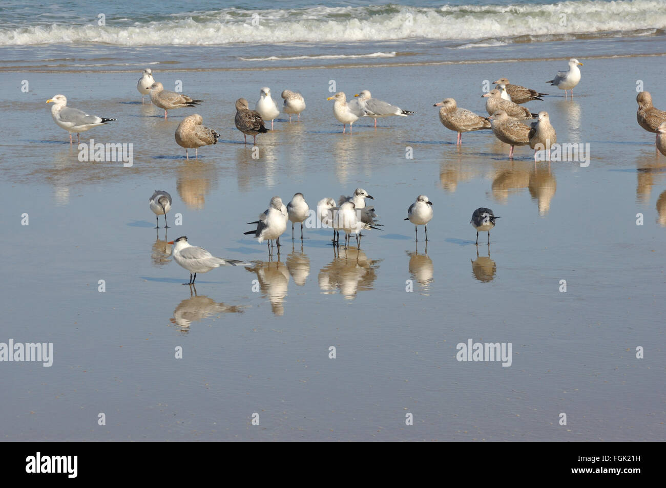 Birds at the ocean shore, Florida, USA Stock Photo - Alamy