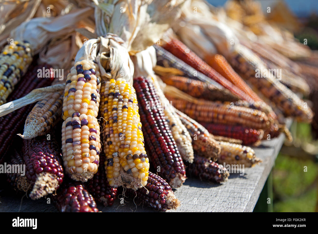 Indian Corn on farm wagon. Indian Corn is also known as maize corn or ...