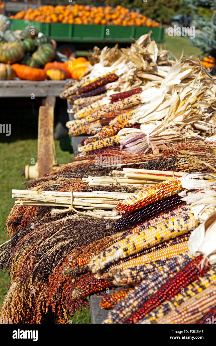 Dried Indian corn sits on a wagon in autumn. A wagon full of pumpkins ...
