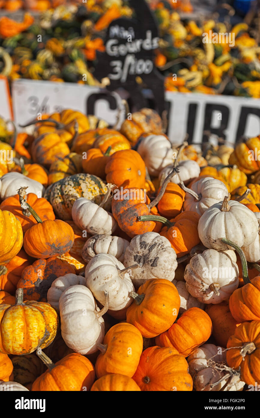 mini-gourds are stacked in a farmers wagon for the Halloween season ...