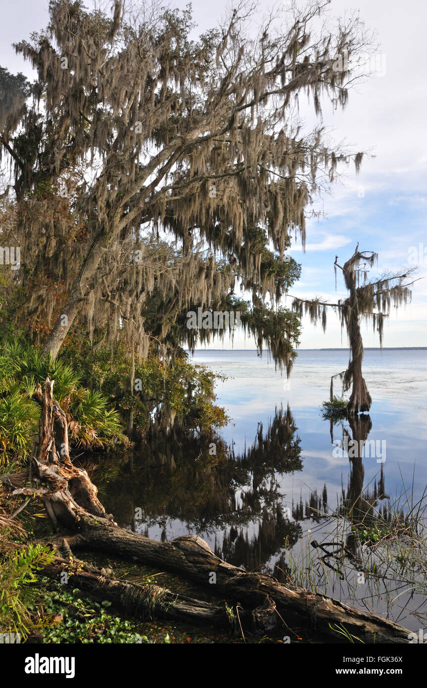 Spanish moss on live oak trees at St. John's River, Jacksonville ...