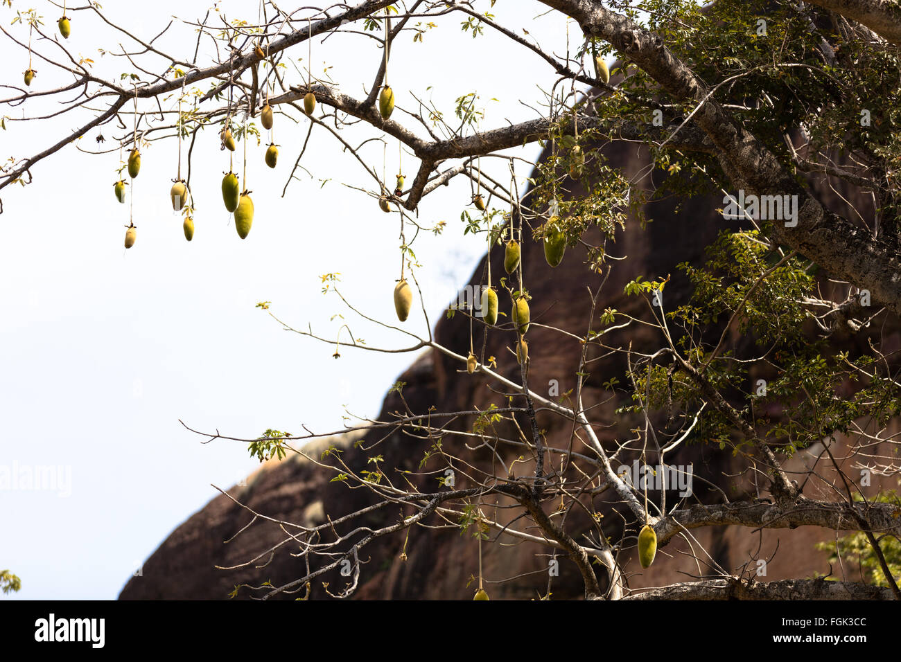 Bread tree, Artocarpus altilis, Burkina faso. Africa Stock Photo - Alamy