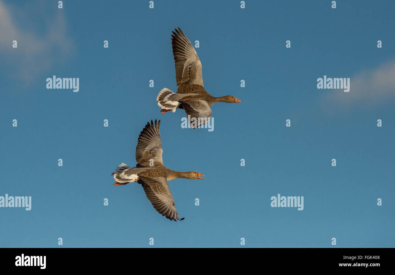 Pair of Greylag geese flying together Stock Photo - Alamy