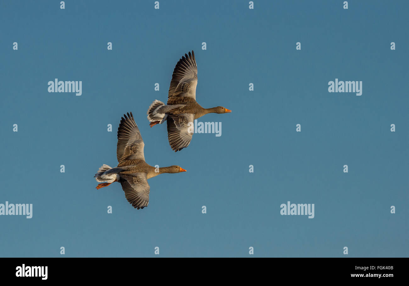 Pair of Greylag geese flying together Stock Photo - Alamy
