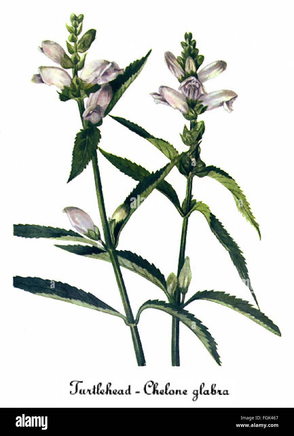 Chelone glabra hi-res stock photography and images - Alamy