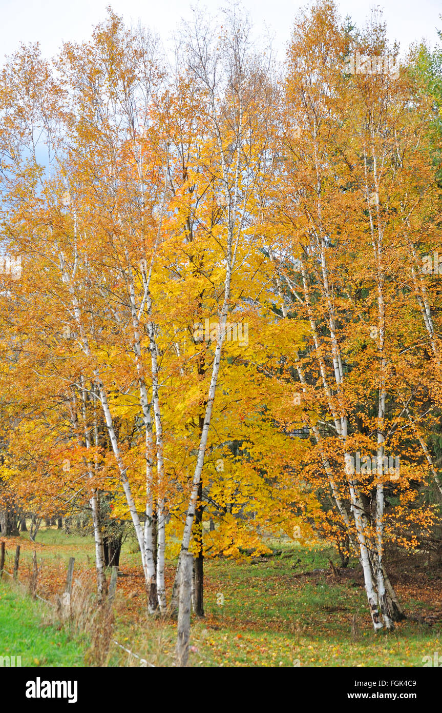 Fall tree trees hi-res stock photography and images - Alamy