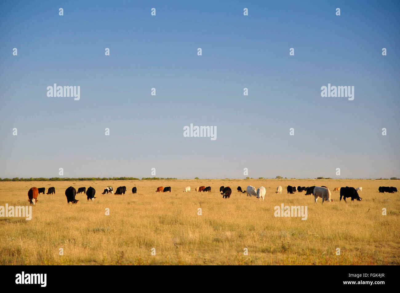 Ranch in rural Texas, USA Stock Photo - Alamy