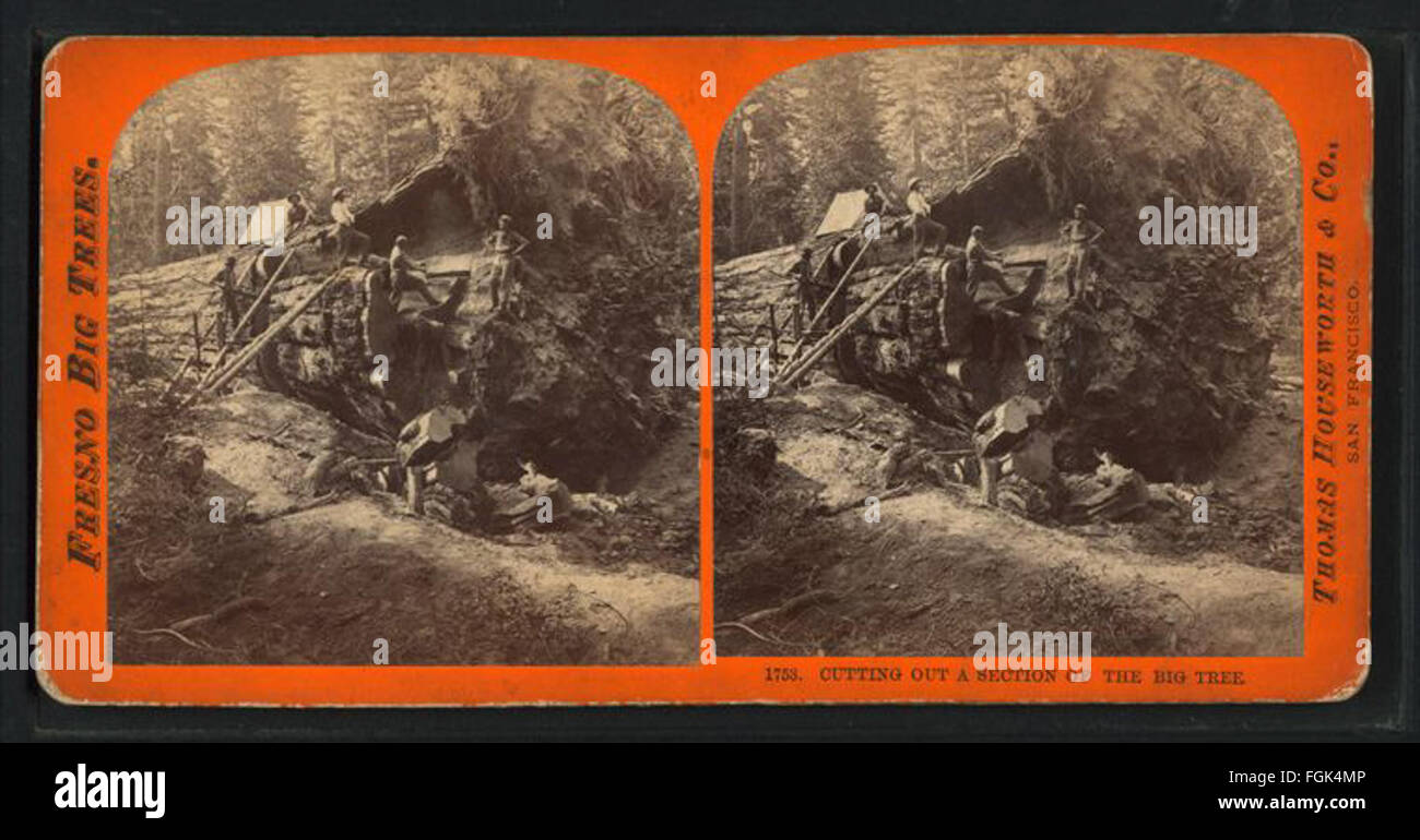 This photograph by Thomas Houseworth & Co. shows workers cutting out a ...