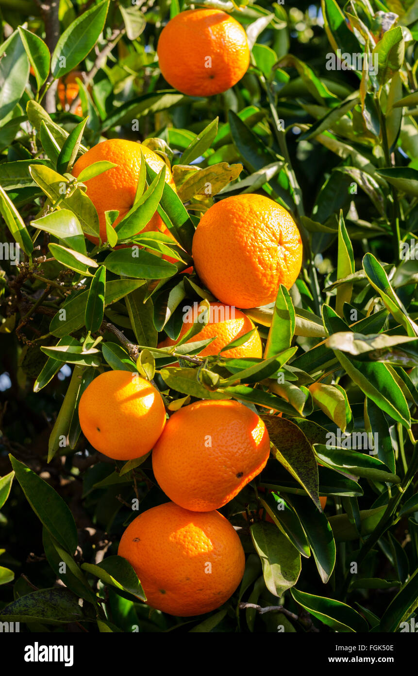 Oranges And Sunshine