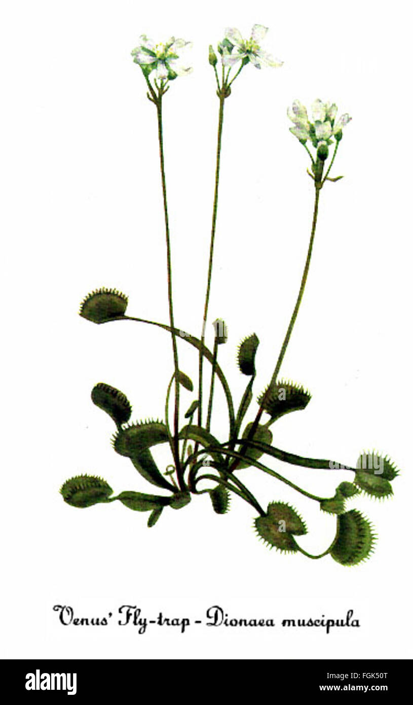 A botanical illustration by Mary Vaux Walcott depicting Dionaea muscipula, commonly known as the ...