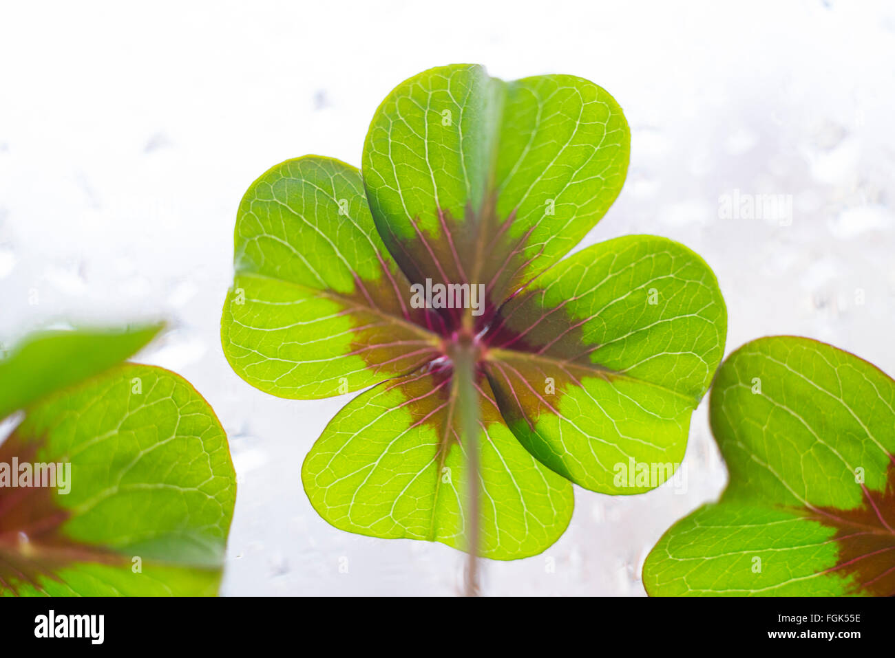 Four leaved flower hi-res stock photography and images - Alamy