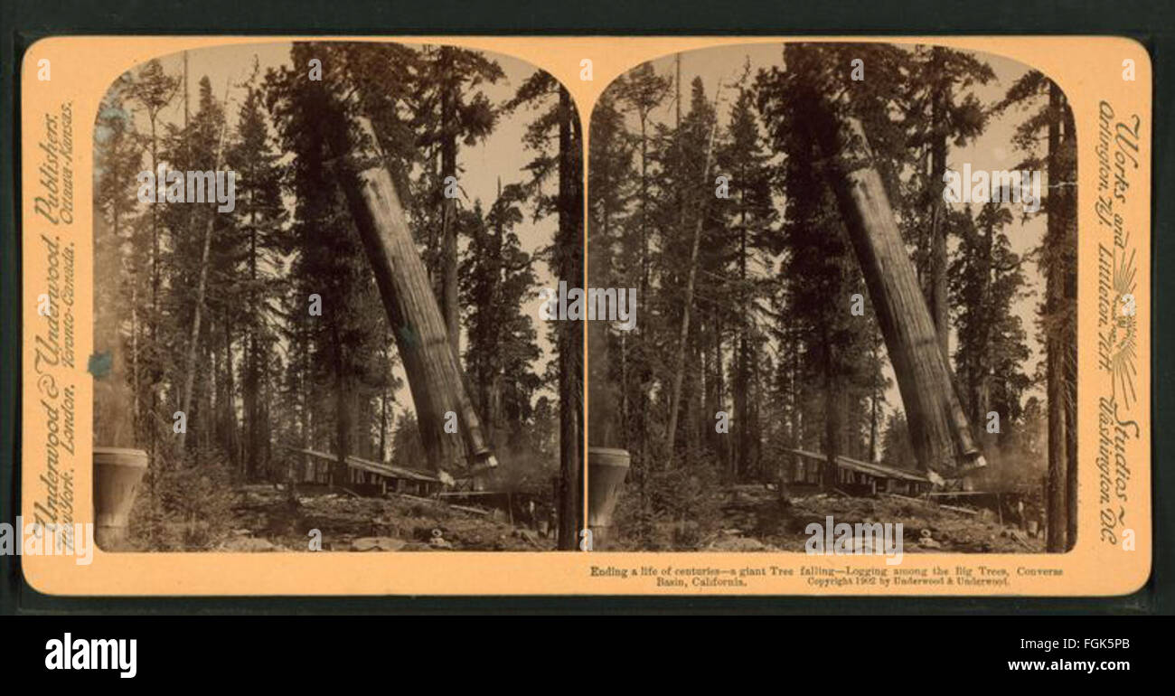 Falling tree life ending hi-res stock photography and images - Alamy