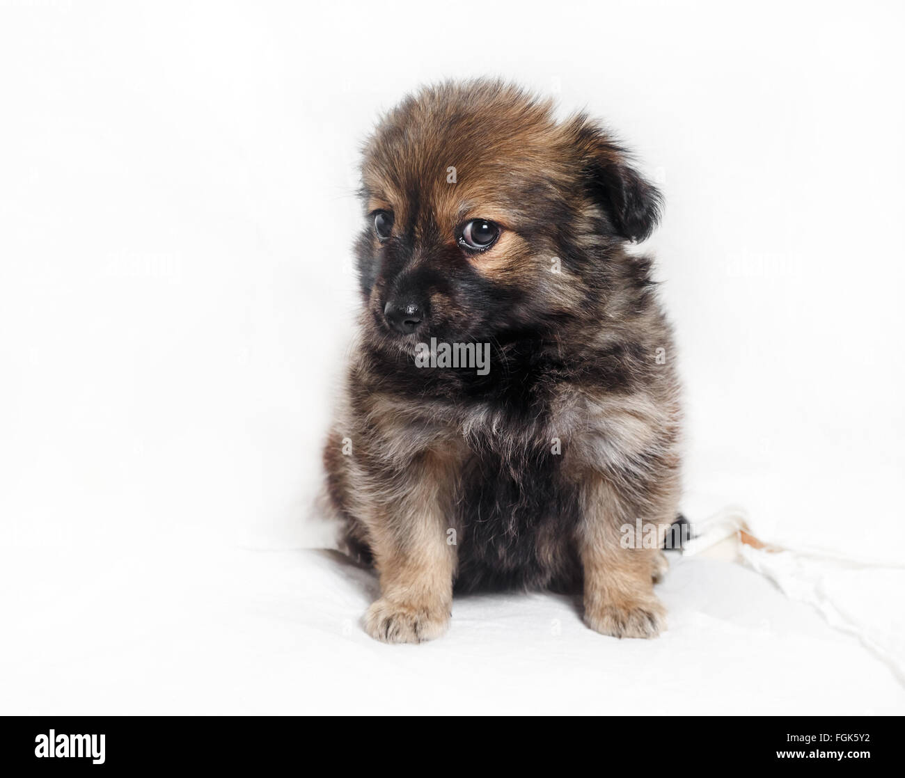 Adorable little puppy dog on light background Stock Photo - Alamy
