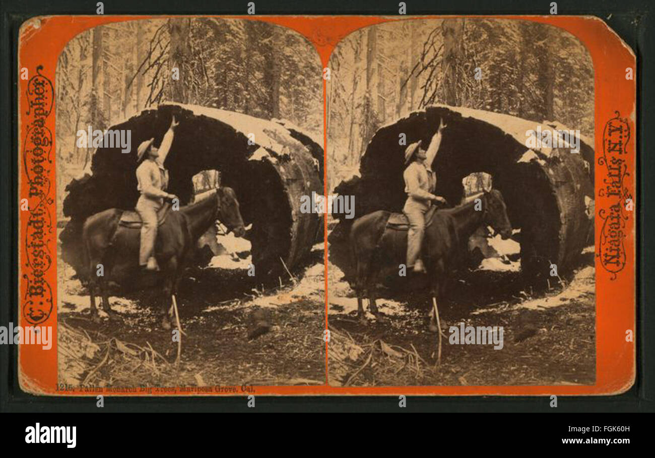 This photograph by Charles Bierstadt shows the Fallen Monarch, one of ...