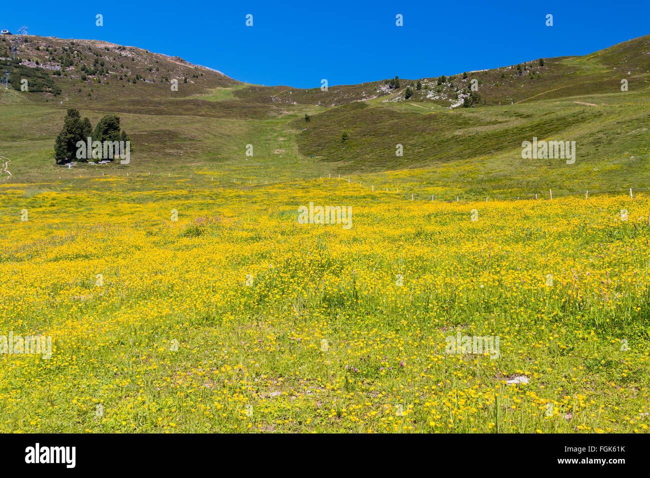 Austria tyrol meadow mountains flowers hi-res stock photography and ...
