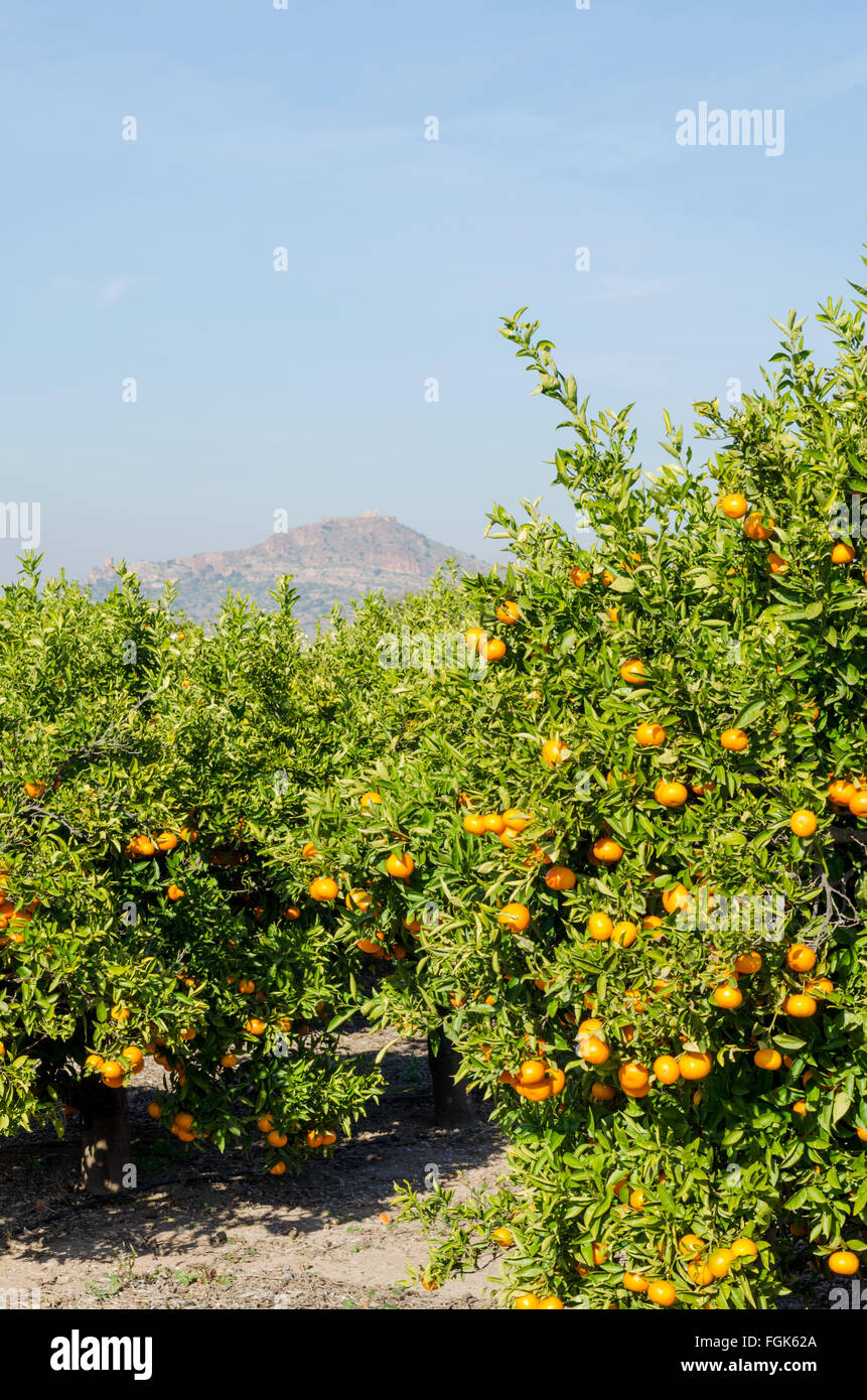 Oranges growing on a tree hi-res stock photography and images - Alamy