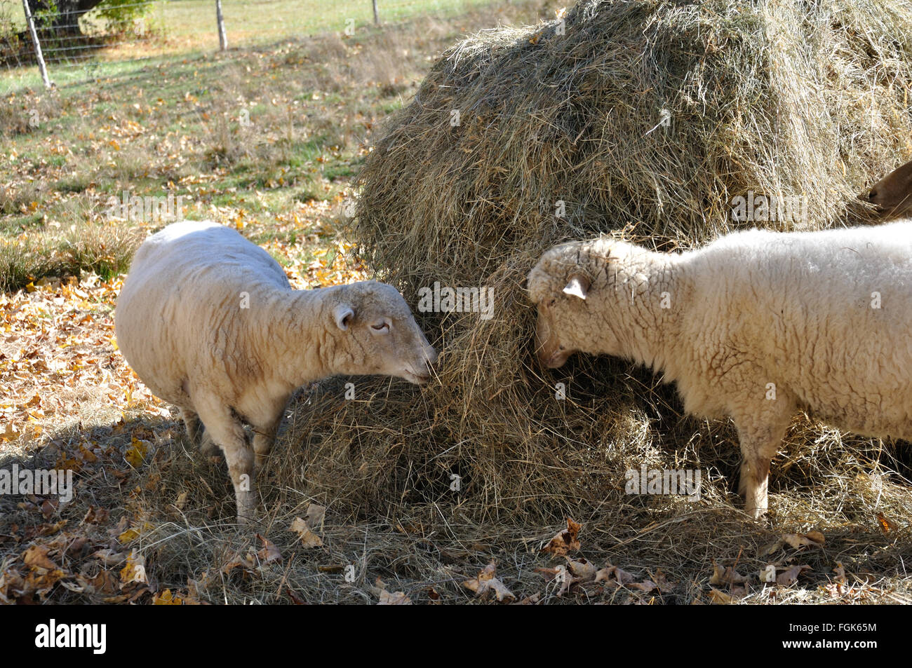 Sheep farm animals hi-res stock photography and images - Alamy