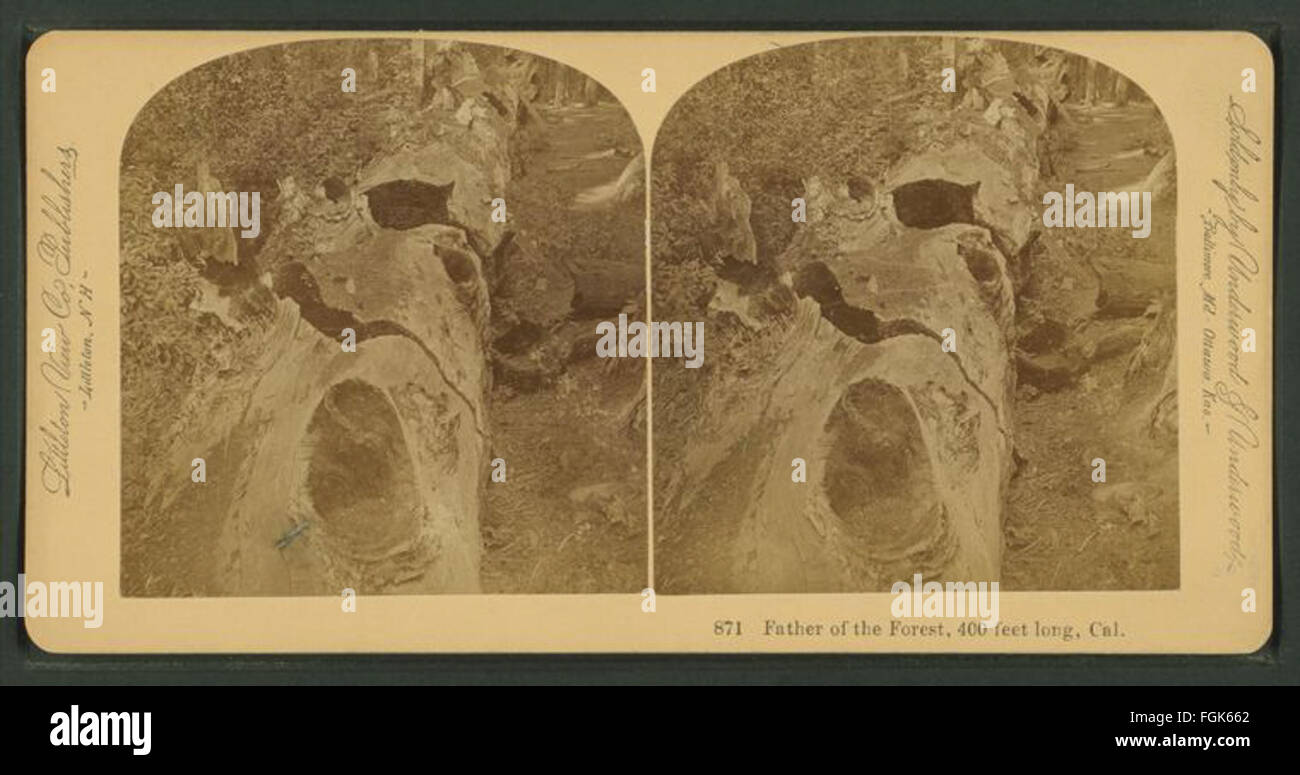 This image shows the massive 'Father of the Forest,' a 400-foot-long ...