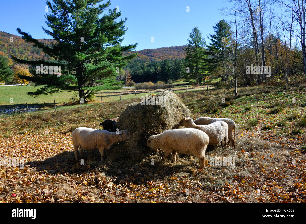 Sheep farm animals hi-res stock photography and images - Alamy