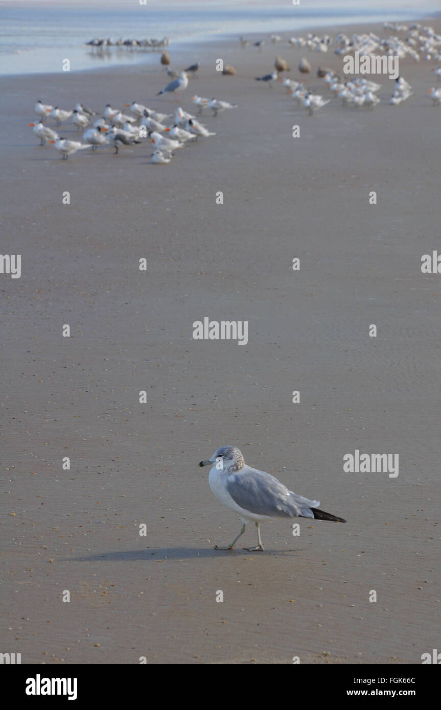 Birds at the ocean shore, Florida Stock Photo - Alamy