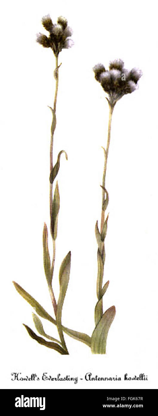 Howellii hi-res stock photography and images - Alamy