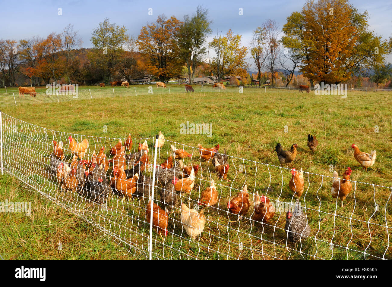 Chicken on a farm Stock Photo - Alamy