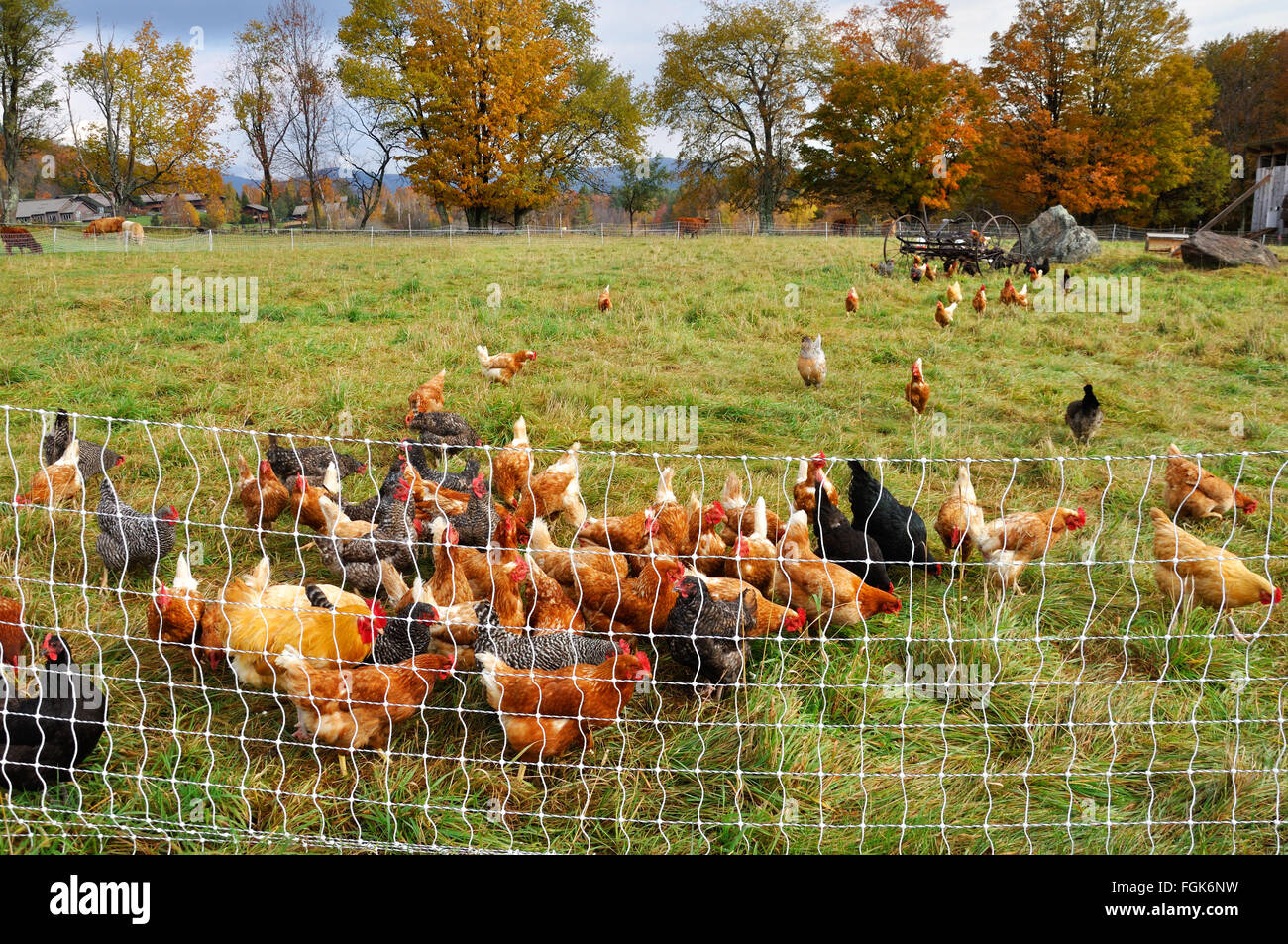 Flock chicken hi-res stock photography and images - Alamy
