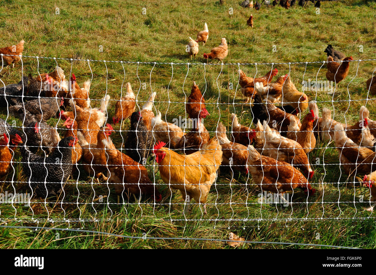 Flock of chicken hi-res stock photography and images - Alamy