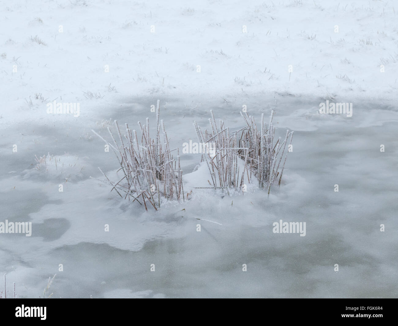 Landscape of an Icy pond with snow and grass Stock Photo - Alamy