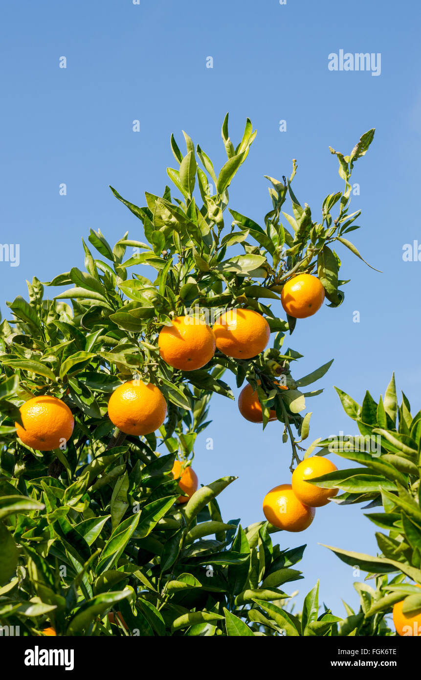 Spanish grove hi-res stock photography and images - Alamy